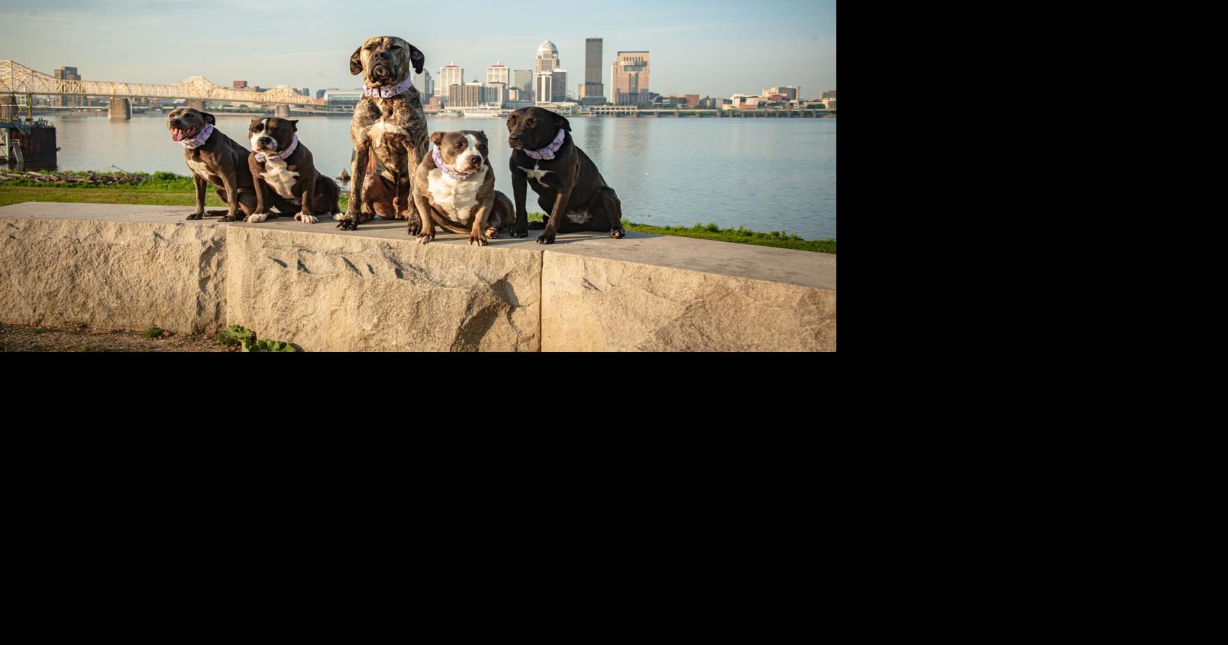 Event to help Southern Indiana nonprofit that supports dogs Saturday ...