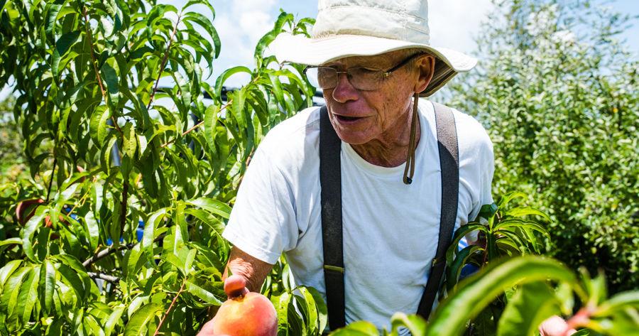 "Berry Best Farm" going strong after 36 years | Clark County ...