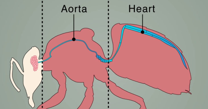 Plan Bee: The honey bee circulatory and respiratory system | News ...