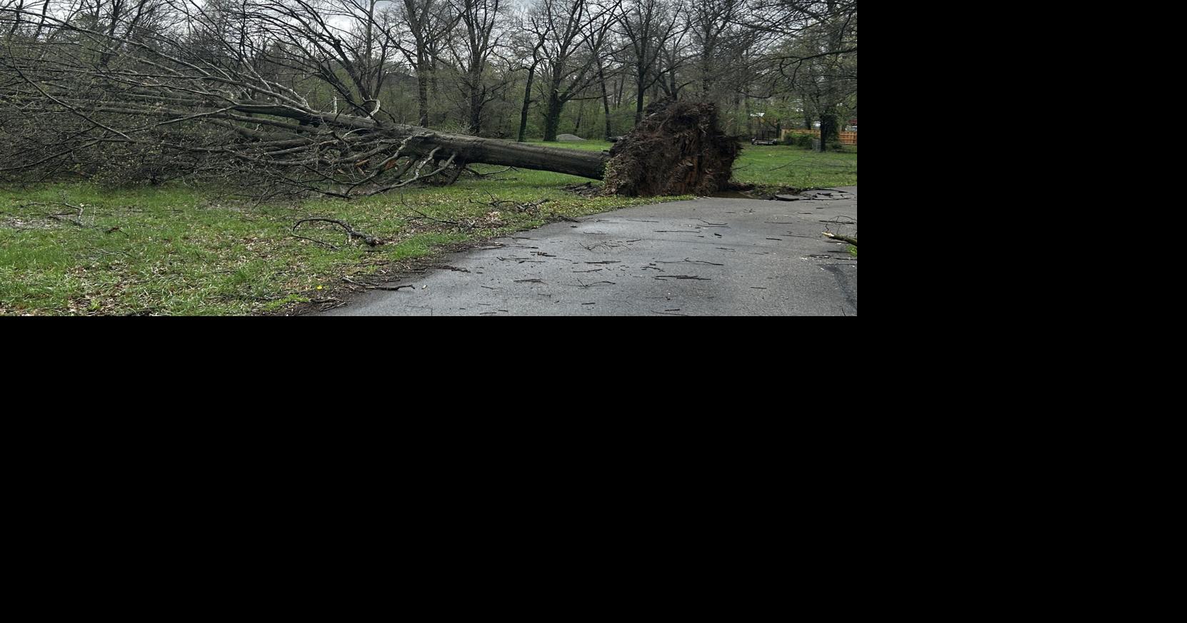 New Albany City Council approves tree removal assistance program ...