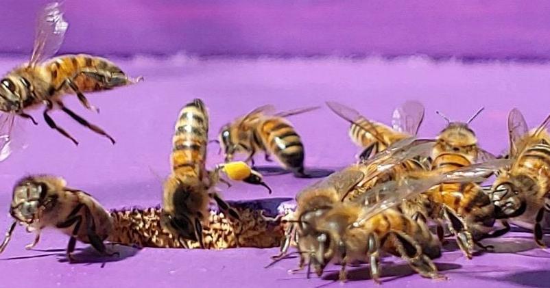 Plan Bee: Honey bee caste-queen, workers and drones | News ...
