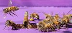 Plan Bee: Honey bee caste-queen, workers and drones | News ...