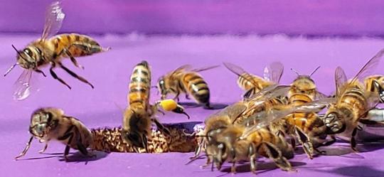 Plan Bee: Honey bee caste-queen, workers and drones | News ...