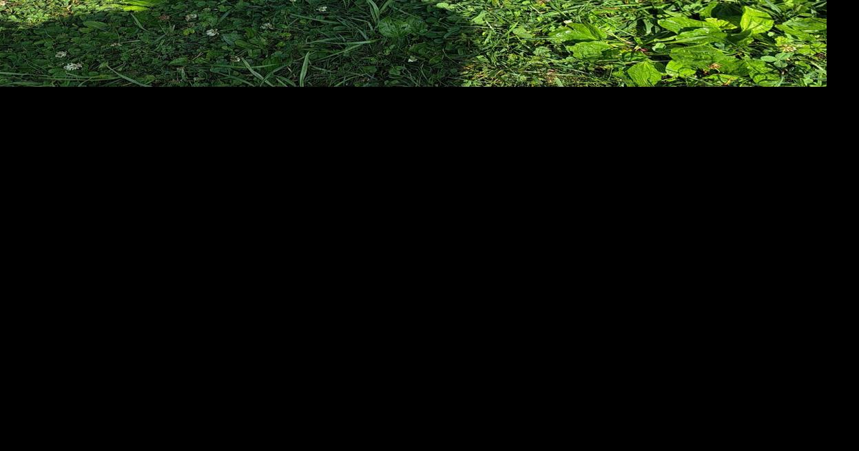 PET OF THE WEEK: Edy the energetic boxer | News | newsandtribune.com