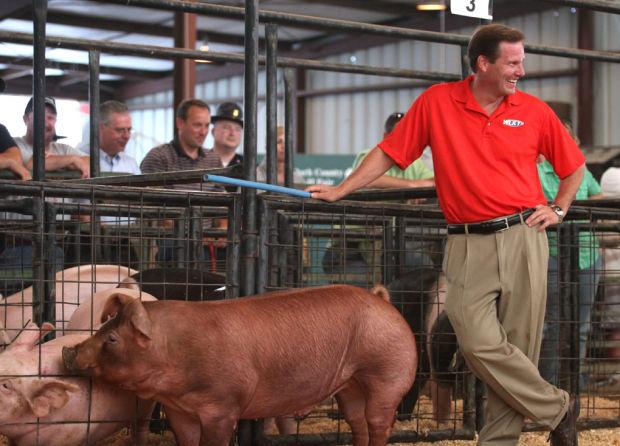 Hogging the spotlight: Celebrity pig show delights participants and ...