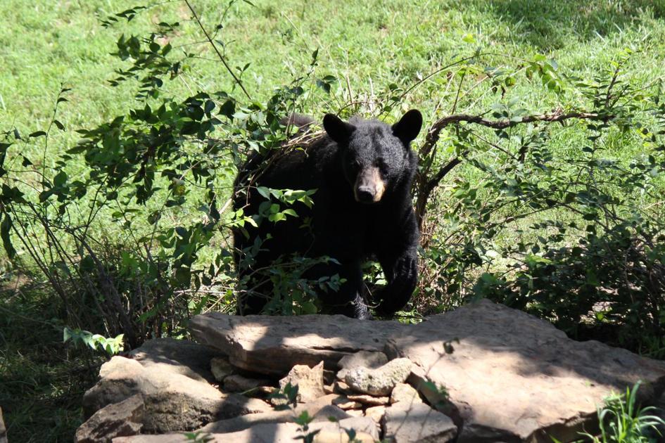 Black bear sighting puts spotlight on Indiana readiness | News ...