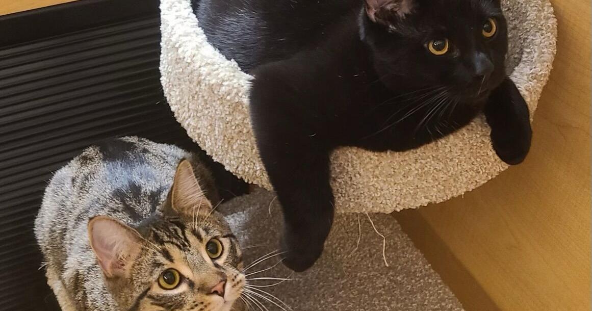 Meet BeeGee and Binky, waiting at the Animal Protection Association ...