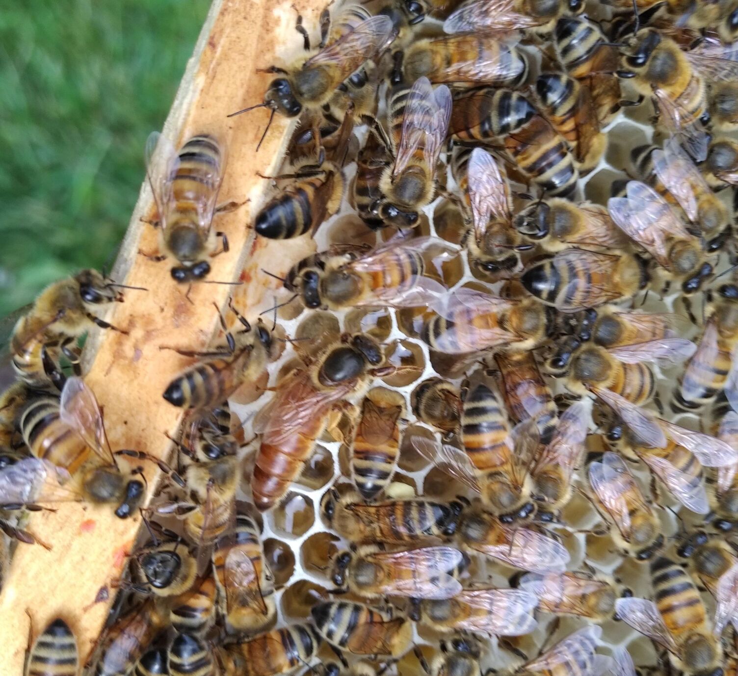 Plan Bee: Honey bee caste-queen, workers and drones | News ...