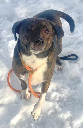 Pet of the Week: Uri | News | newsandtribune.com