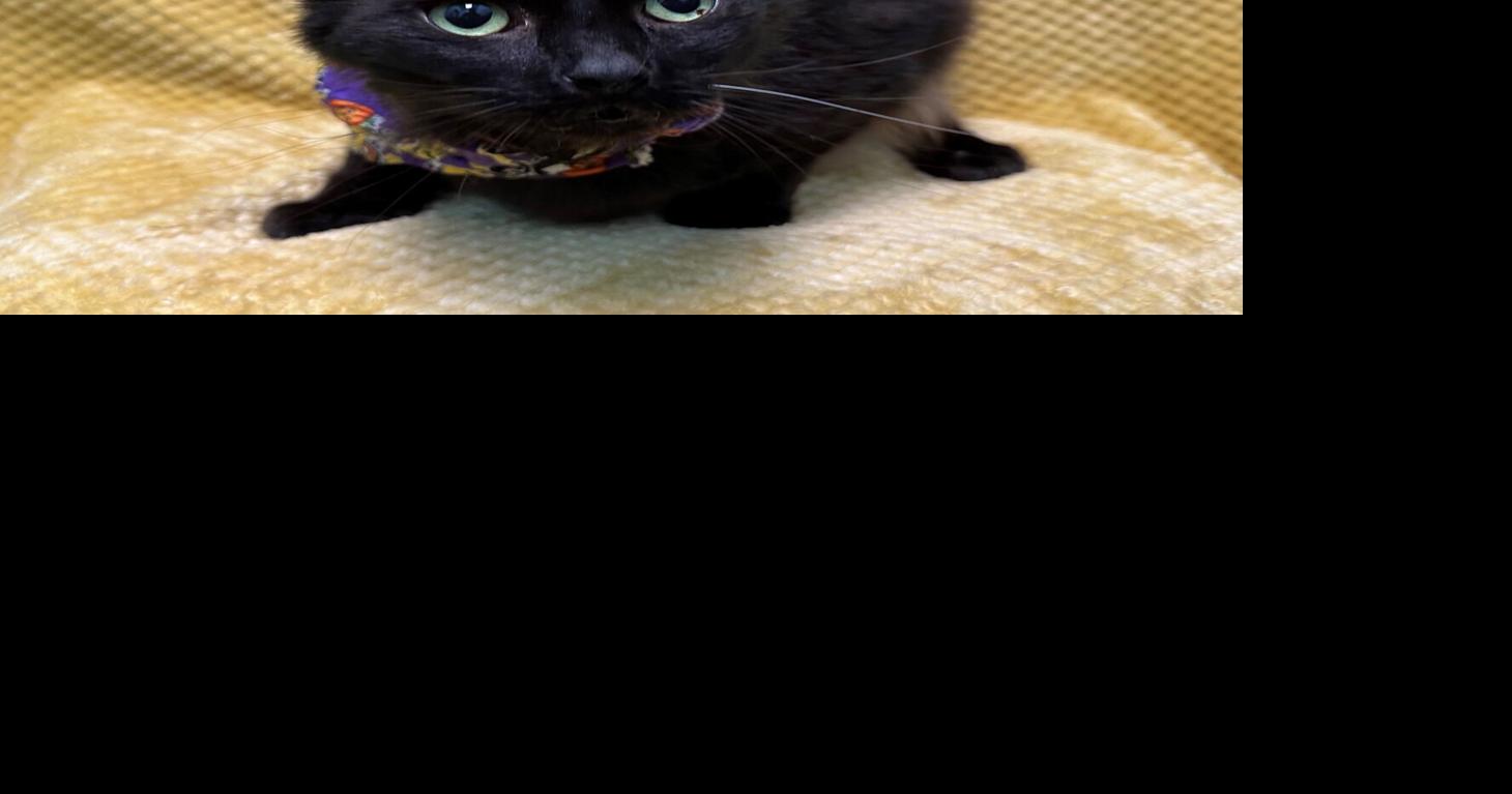 Pet of the Week: Crumpet | | newsandtribune.com