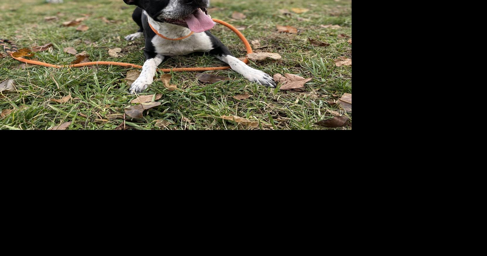 Pet of the Week: Franny | News | newsandtribune.com