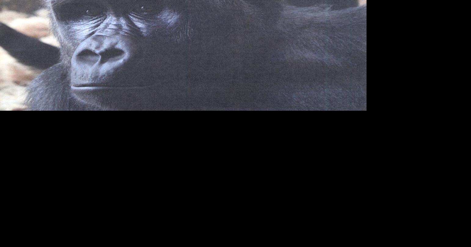 Western lowland gorilla Patty now at Louisville Zoo | News ...