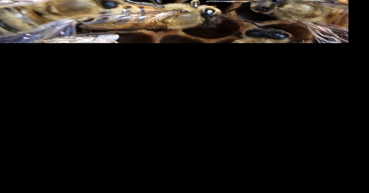 PLAN BEE: Honey Bees Getting Their “zzzz” Do Honey Bees Sleep? | Clark ...