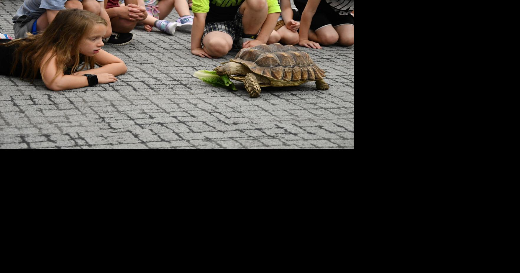 Coming out of their shells: Children learn about reptiles at ...