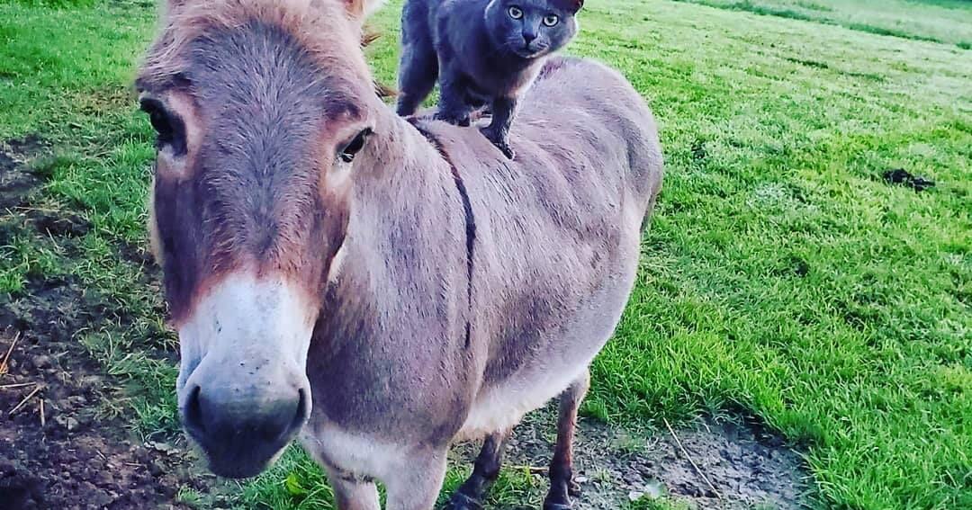 Woman charged with shooting, killing neighbor's donkey | News ...