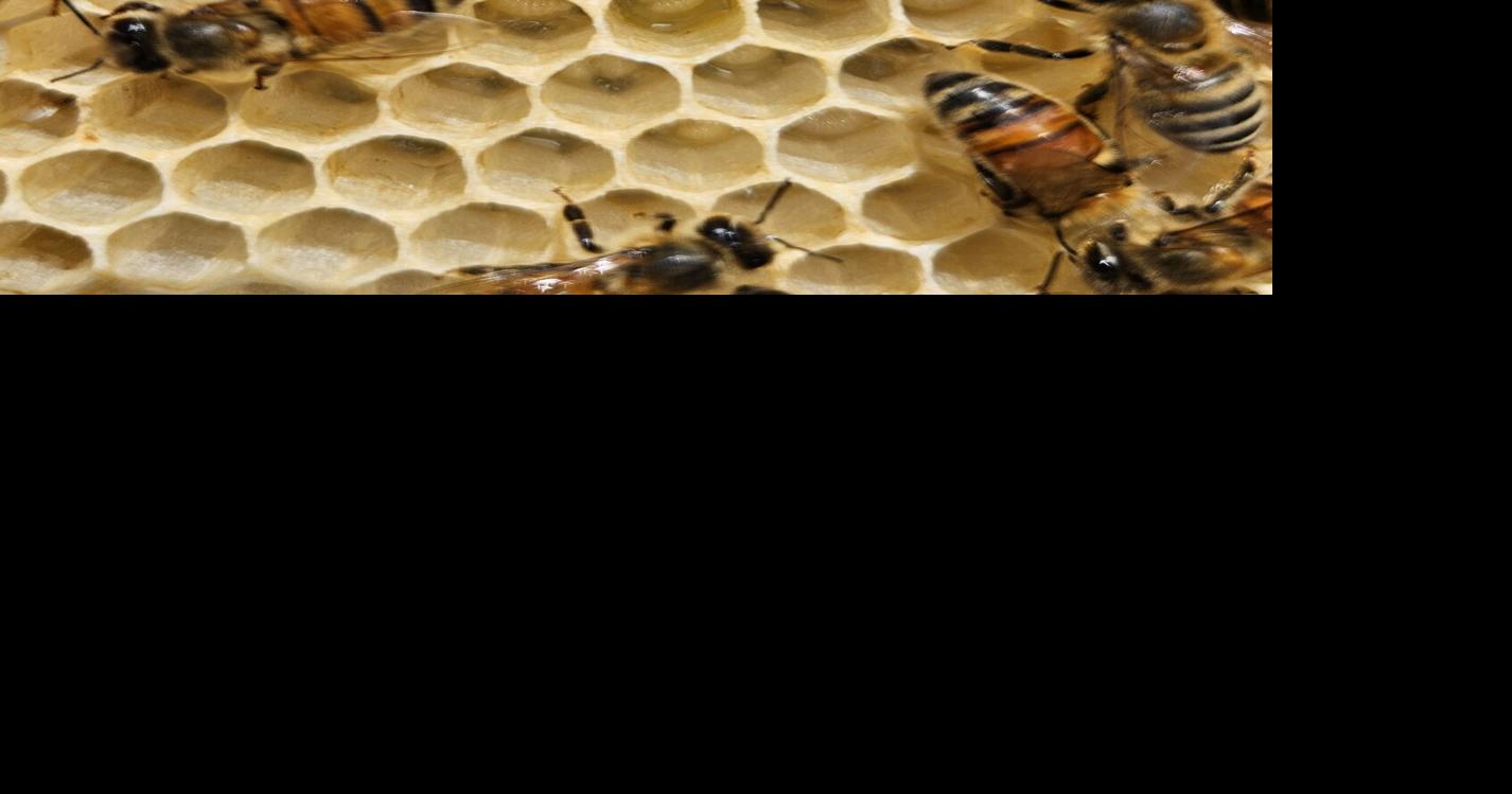 PLAN BEE: Patron saints of honey bees and beekeepers | News ...