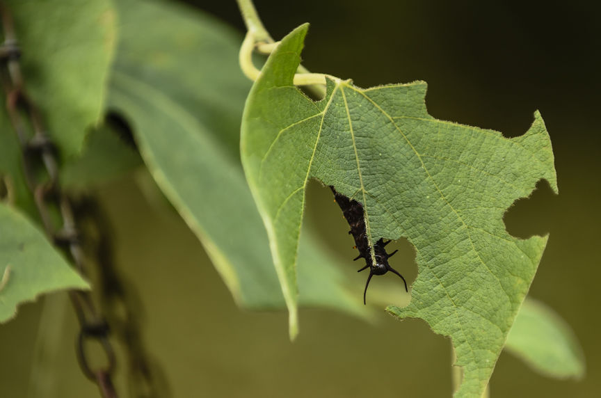 MOSSWORDS: Nothing keeps Ray Weatherholt indoors | News ...