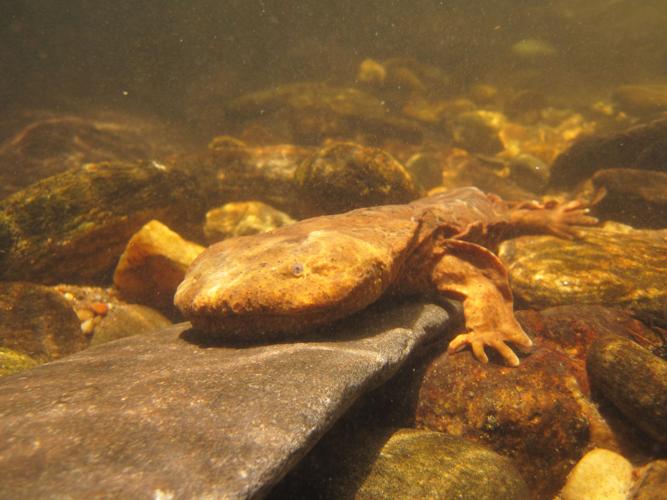 In Indiana, this slimy salamander is winning hearts and conservation ...