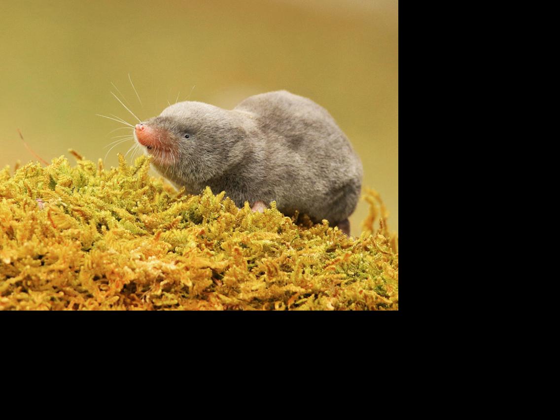The Shrewd Shrew | News | newsbug.info