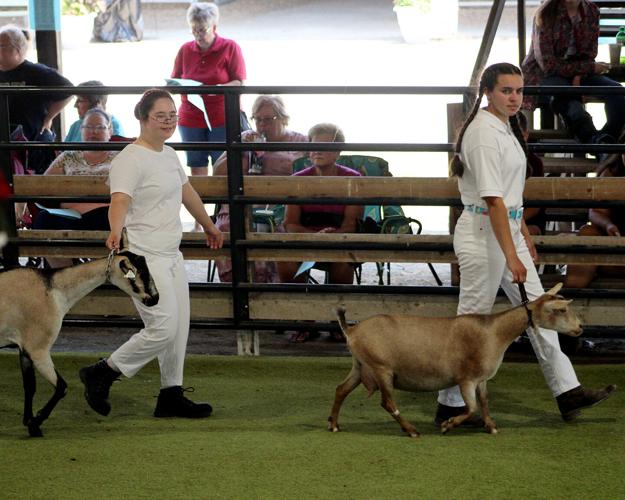 Contestants participate in 4-H goat show | News | newsbug.info