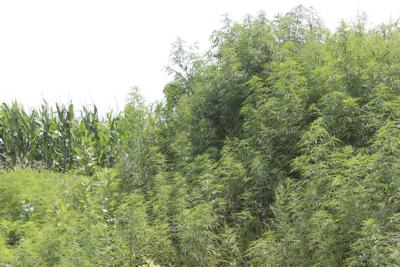 Ditchweed still around Indiana County | Iroquois County's Times ...