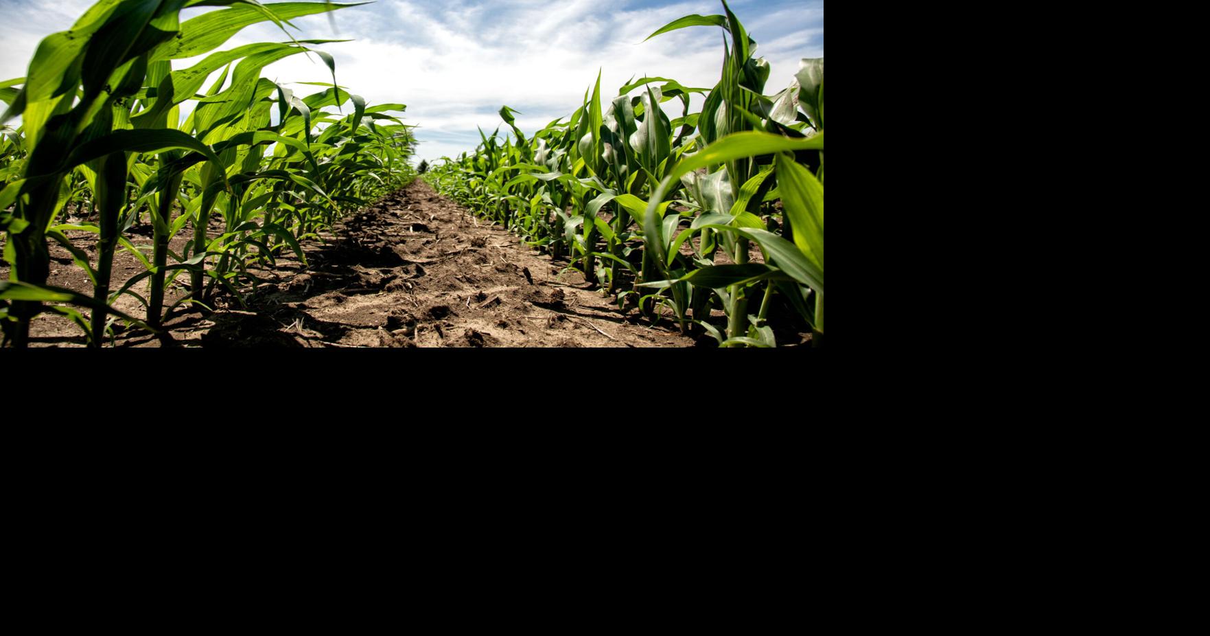 Japan to increase access to U.S. ethanol | Agriculture | newsbug.info