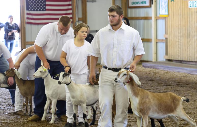 White County goat show brings in long list of winners | Agriculture ...