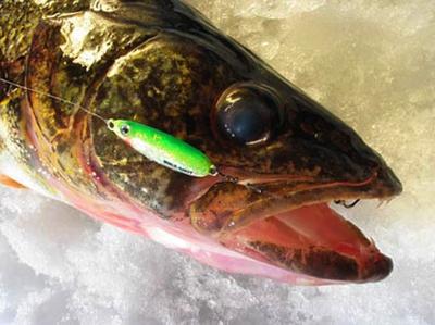 DNR: Walleye and saugeye successfully stocked across Indiana waterways ...