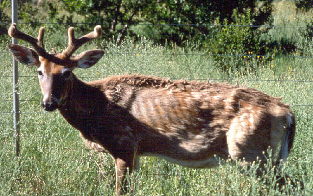What are the differences between EHD and CWD? | News | newsbug.info