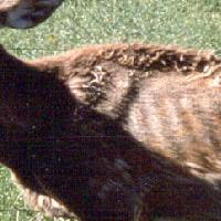 What are the differences between EHD and CWD? | News | newsbug.info