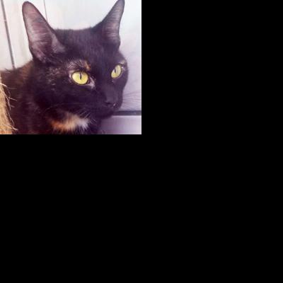 Meet Raya! | Pets | newsbug.info