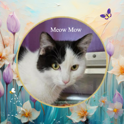 Meow Mow this week's Pet of the Week | News | newsbug.info