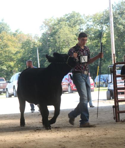 Iroquois County Fair Master Showman competition | Photos | newsbug.info