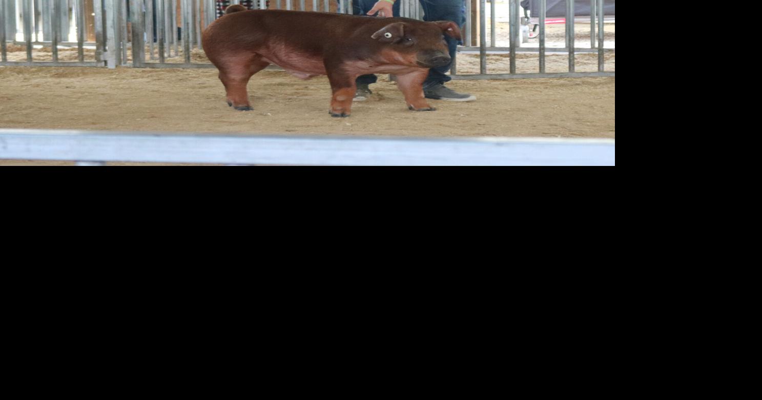 Iroquois County Fair Master Showman competition 2023 | Photos | newsbug ...