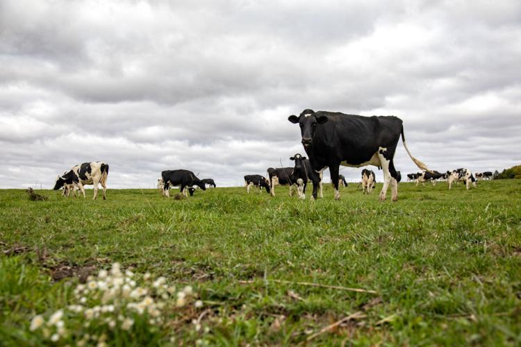 Dairy market dynamics shift as protein demand soars | News | newsbug.info