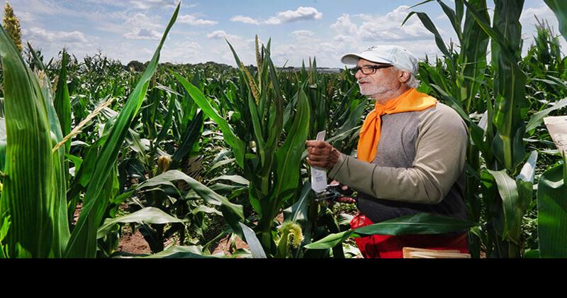 College of Agriculture researcher developed D16 through traditional ...