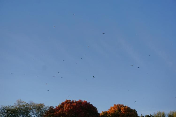 ICGS presents walk at Maple Grove Cemetery | News | newsbug.info