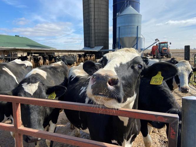 Illinois dairy farm heritage spans multiple generations | Agriculture ...