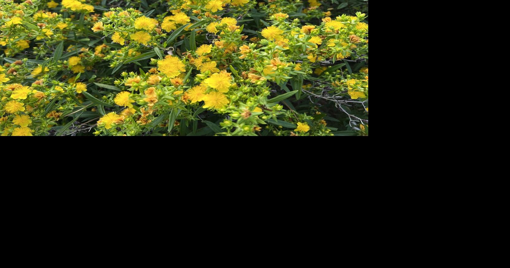 Boost Your Landscape’s Beauty with Bee-Friendly Shrubs | News | newsbug ...