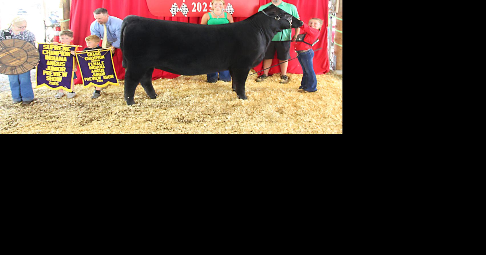 2025 Indiana Angus Junor Preview Show | News | newsbug.info