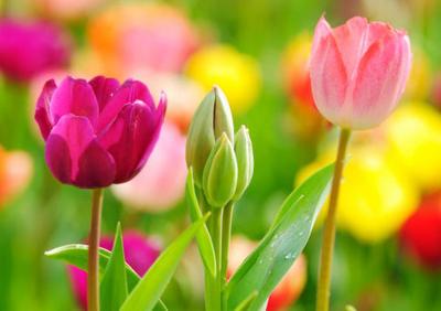 Today's the first day of spring ... finally | News | newsbug.info