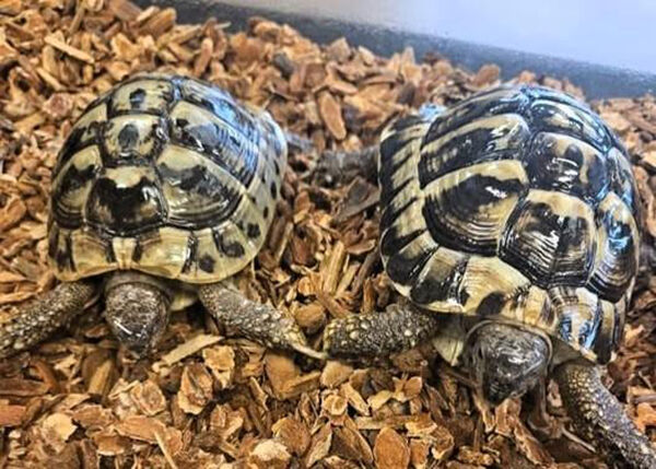 Raging Reptile Room opens in Wheatfield | News | newsbug.info