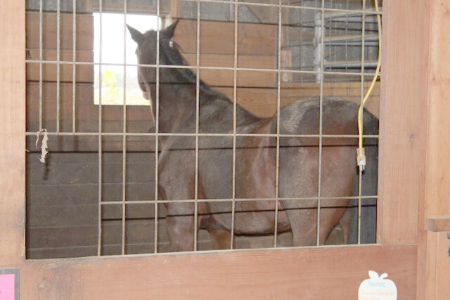 Courage Rock hosts Horsetober Fest | News | newsbug.info