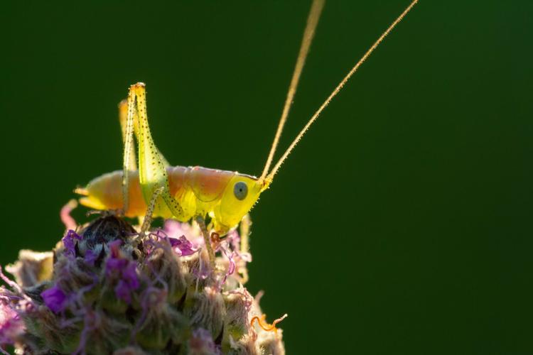 Indiana Nature Notes: Listening carefully to autumn nighttime sounds ...