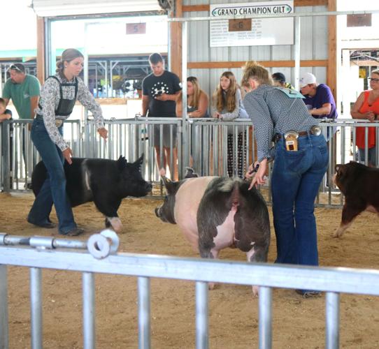 Iroquois County Fair Master Showman competition 2023 | Photos | newsbug ...