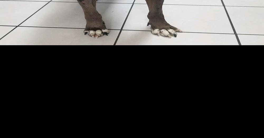 Meet Loretta! | Pets | newsbug.info