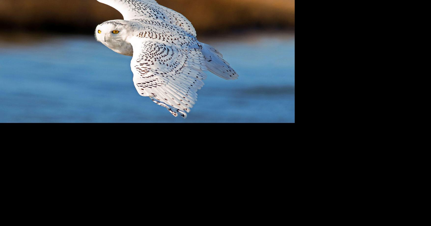 Snowy owls gliding into Indiana again this winter | News | newsbug.info