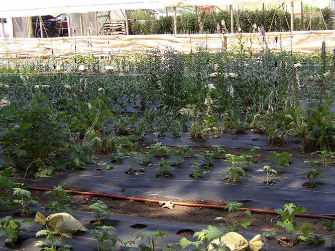 DeMotte Chamber joins Collier Row Cottage Flower Farm for ribbon ...