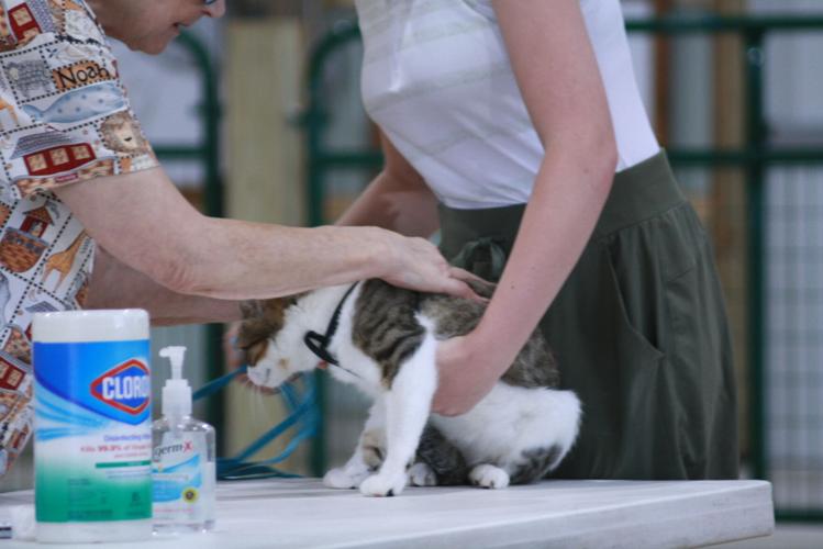 2024 White County Fair 4-H Cat Show | News | newsbug.info