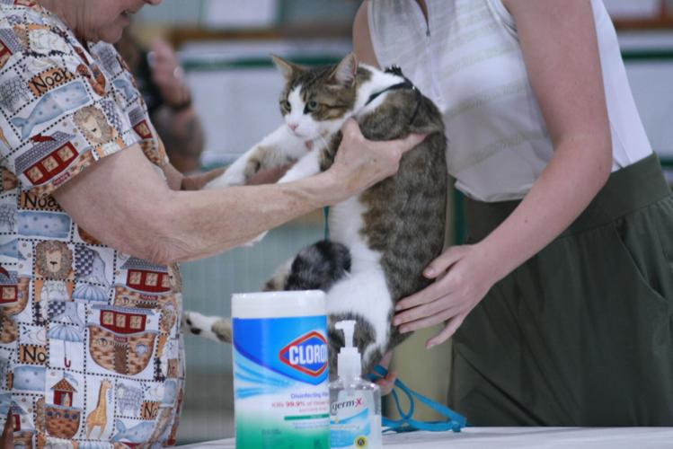 2024 White County Fair 4-H Cat Show | News | newsbug.info